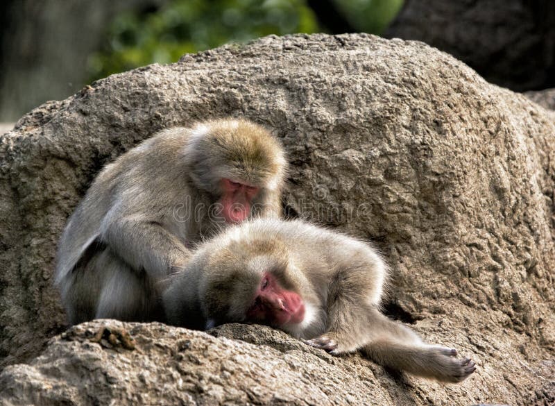 Japońscy Makaki obraz stock. Obraz złożonej z uroczy - 25894809
