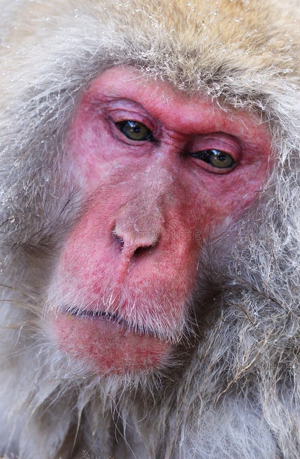 Japońscy makaki obraz stock. Obraz złożonej z małpy, balia - 31335995