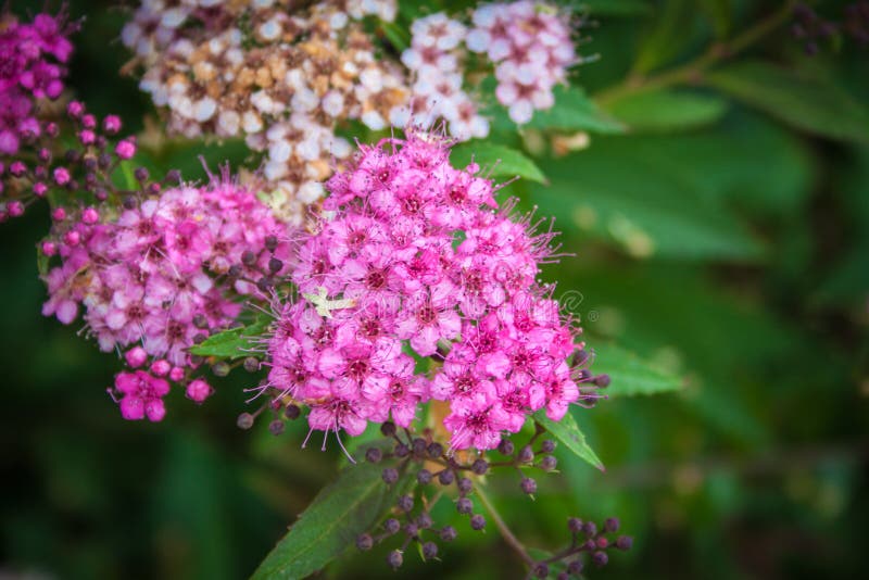 Flor De Primavera Spiraea Japonica Foto de Stock - Imagem de decorativo ...
