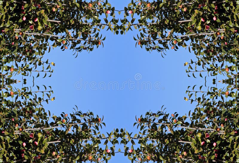 Japonica Tree Top Forming a Frame with Blue Sky Stock Illustration ...