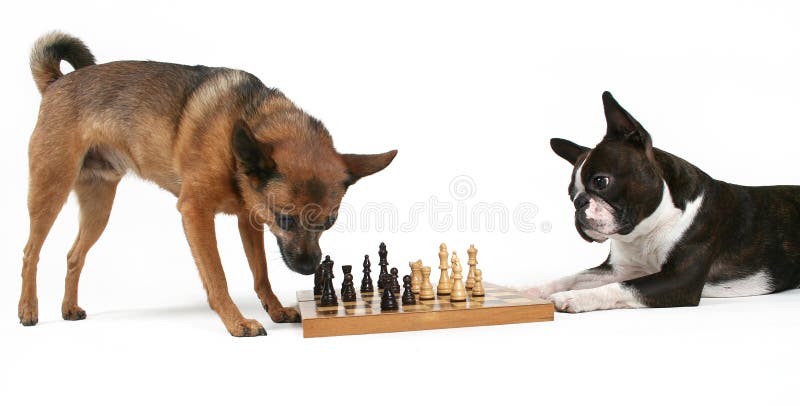 Jaque mate imagen de archivo. Imagen de humor, lindo, divertido - 3106357