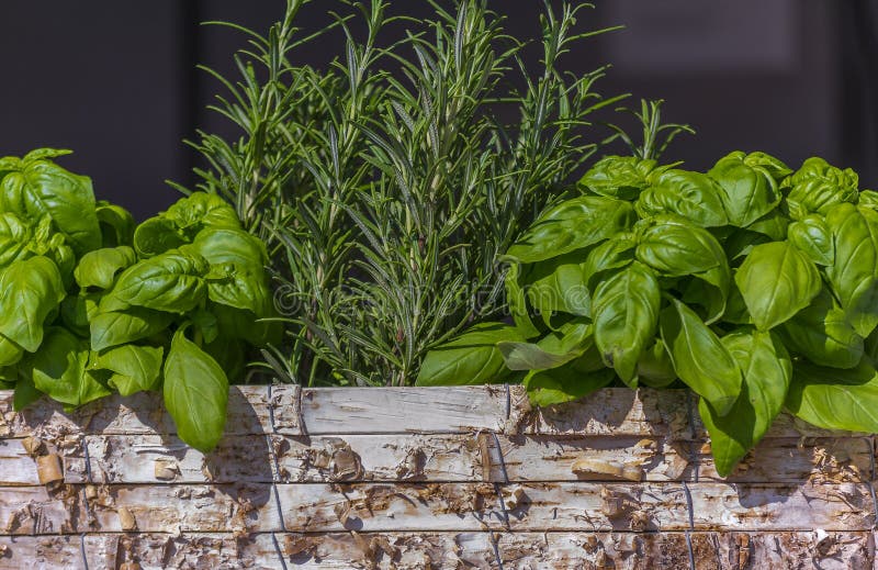 Jar of basil and rosemary. stock photo. Image of green - 85038092
