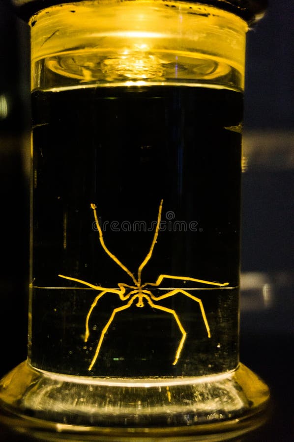 Jar of Formaldehyde with Creature Stock Photo - Image of incandescence ...