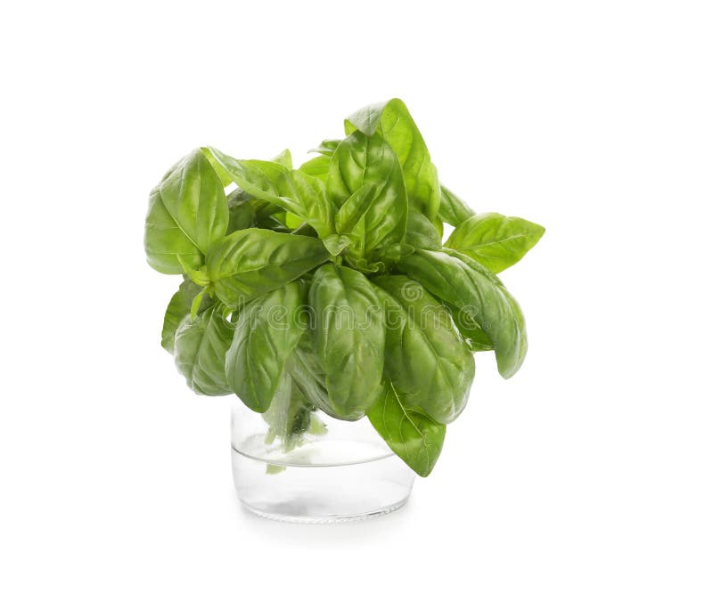 Aromatic Basil Herbs Horizontal Background. Stock Photo - Image of ...