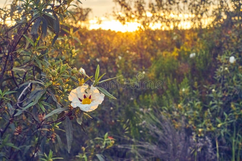 Pink Gum Bloom - Cistus Ladanifer in the Fields of Dehesa ExtremeÃ±a ...