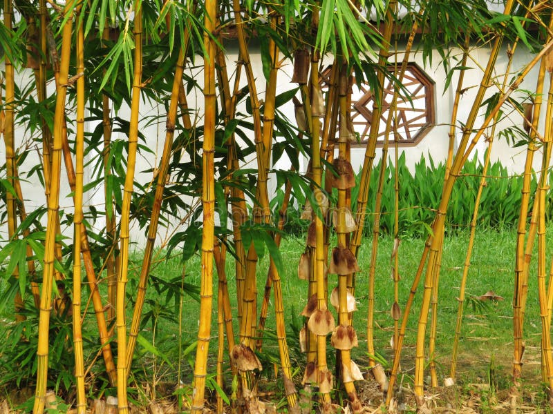 Jardín chino con el bambú imagen de archivo. Imagen de patio - 44911271
