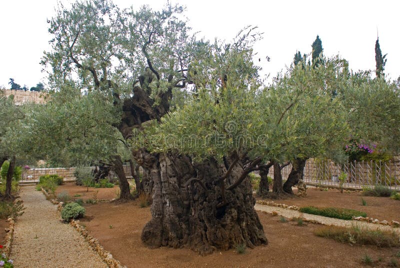 Jardín De Getsemaní, Jerusalén, Israel Foto de archivo - Imagen de ...