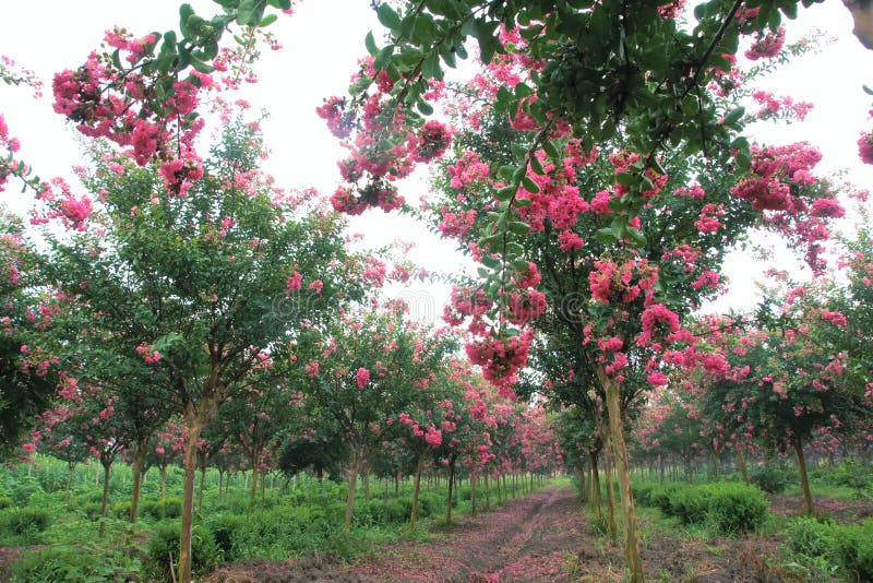 Jardín Del Arbol De Jupiter Foto de archivo - Imagen de planta, flores ...