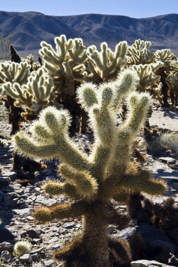Cholla En El Valle Del Parque De Estado Del Fuego Nevada Foto de ...