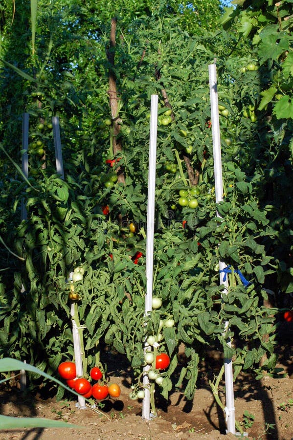 Jardín del tomate foto de archivo. Imagen de maduro, casero - 2971818