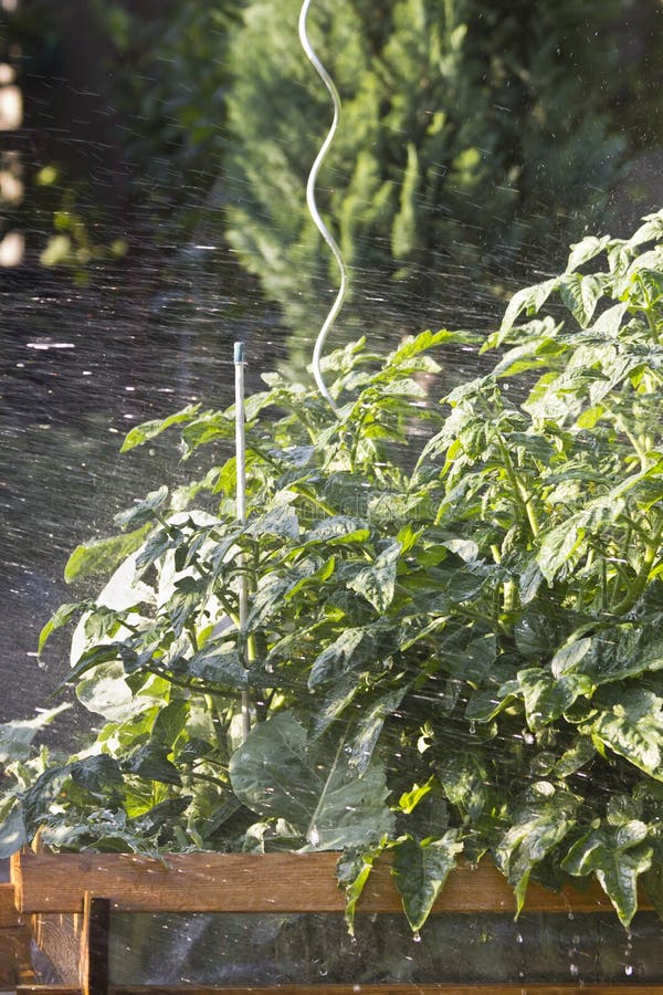 Jardín que es regado foto de archivo. Imagen de agua - 43326912