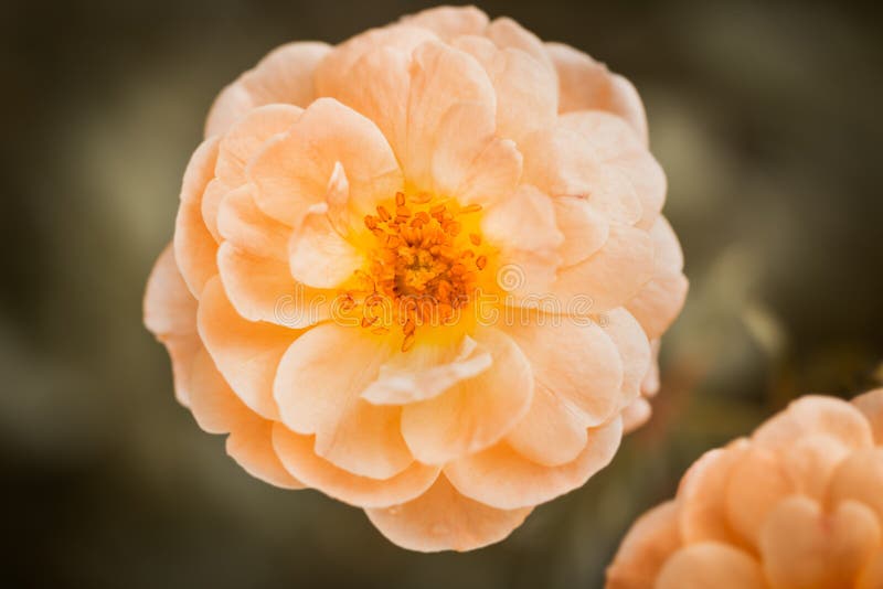 Racimo Color De Rosa Del Melocotón Con La Ilustración Foto de archivo ...