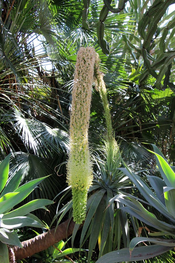 Jardim Das Palmas E Das Agaves Da Flor Imagem de Stock - Imagem de ...