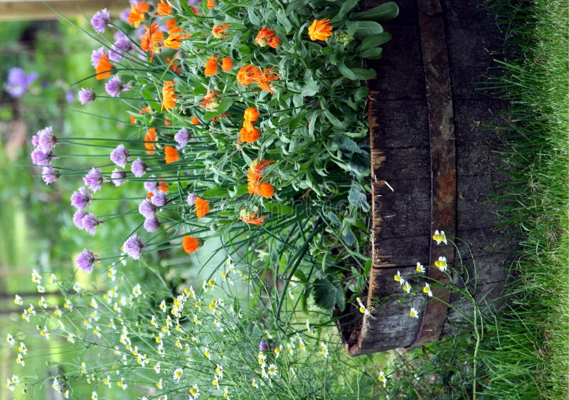 Canteiro Espiral De Ervas E Plantas Aromáticas Imagem de Stock - Imagem ...