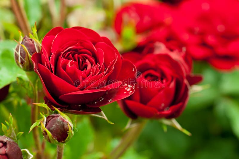 Jardin de roses rouges photo stock. Image du lumineux - 36447010