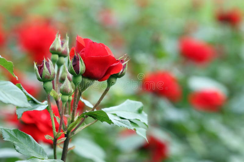 Jardin de roses rouges photo stock. Image du rouge, fleur - 83883080