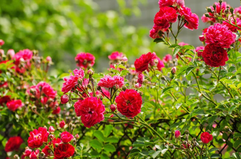 Jardin de roses rouges photo stock. Image du lumineux - 36447010