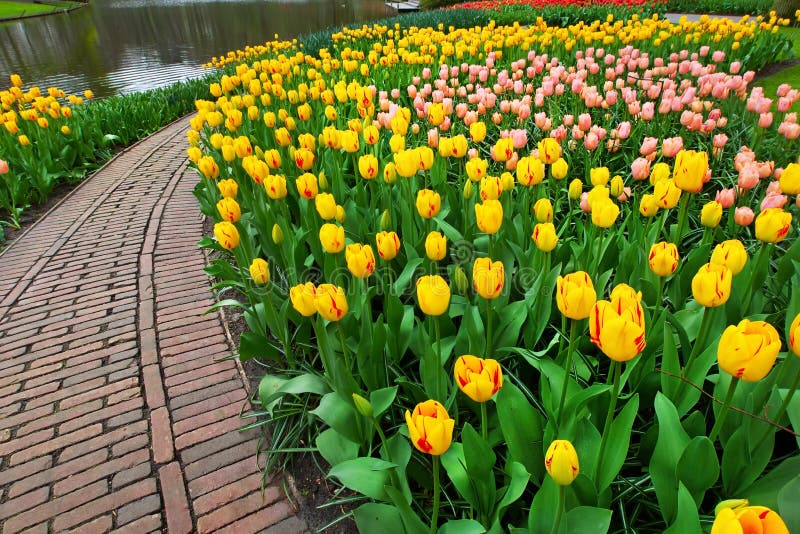 Jardin De Tulipes Au Printemps Image stock - Image du grand, tulipes ...