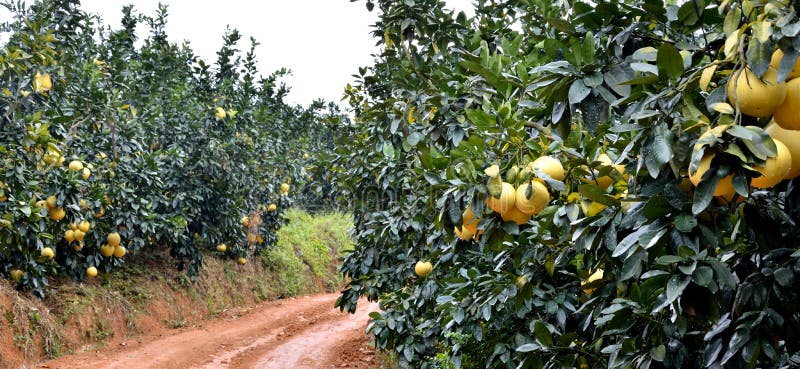 Pamplemousse Frais Sur L'arbre Photo stock - Image du agriculture ...