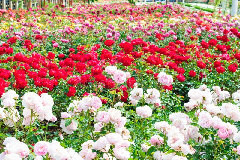 Jardin des roses photo stock. Image du développement - 41106632