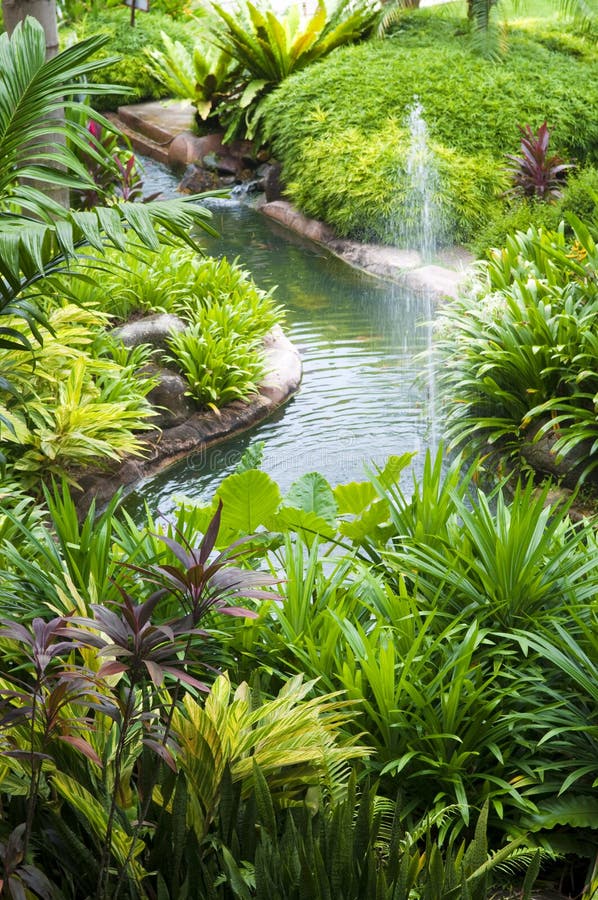 Jardin tropical image stock. Image du beau, cour, vert - 17232607