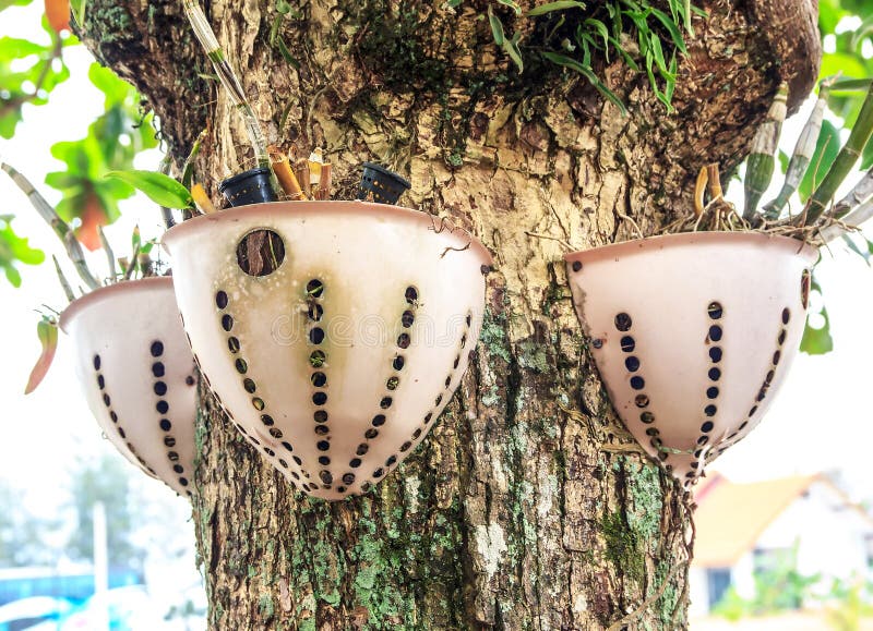 Jardiniere plastic on tree stock photo. Image of flora - 31899788