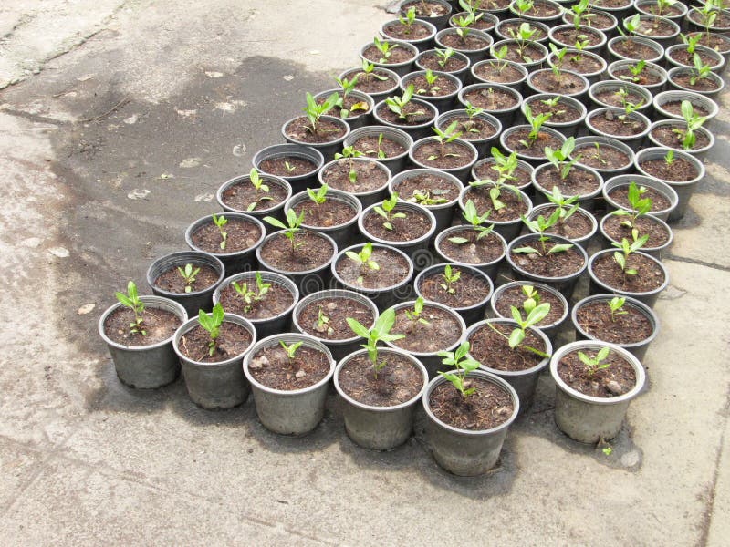 Jardiniere Plastic for Tree Planting in Garden Stock Photo - Image of ...