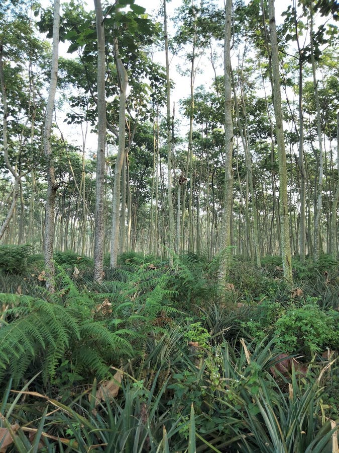 Jardins De Sengon E Abacaxi Imagem de Stock - Imagem de java, floresta ...