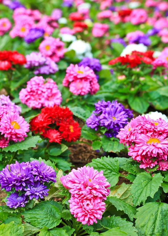 Jardín de flores foto de archivo. Imagen de amor, rojo - 38271916