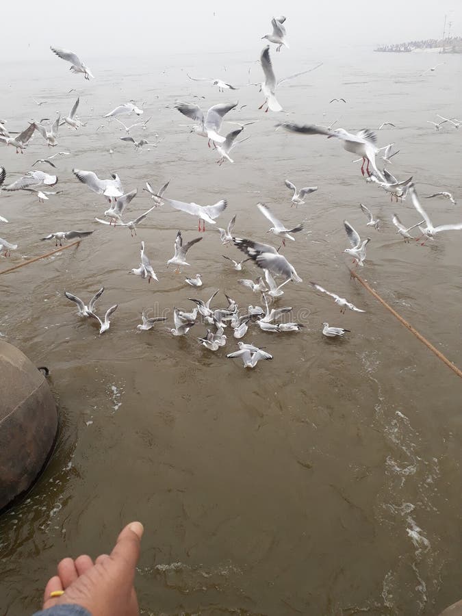 Jarmani Bird is India River is Ganga Stock Image - Image of river, bird ...