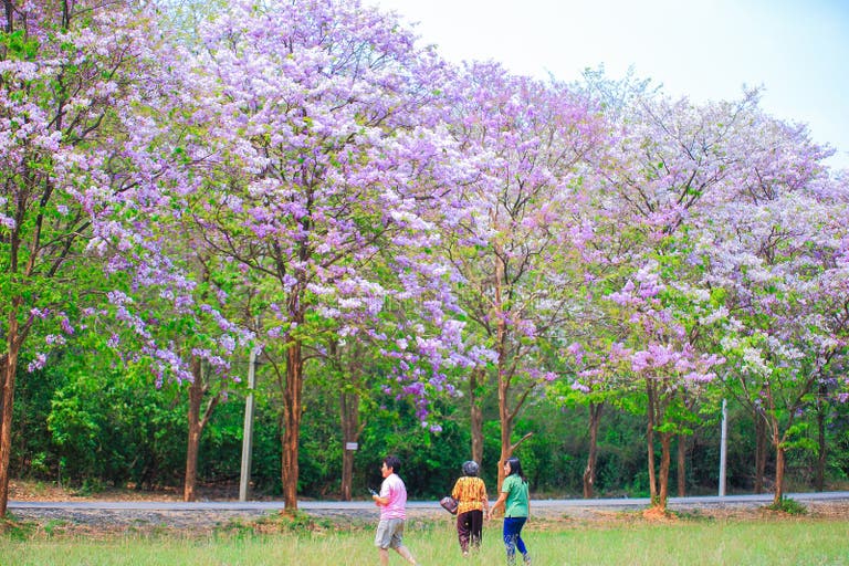 346 Jarul Flower Stock Photos - Free & Royalty-Free Stock Photos from ...