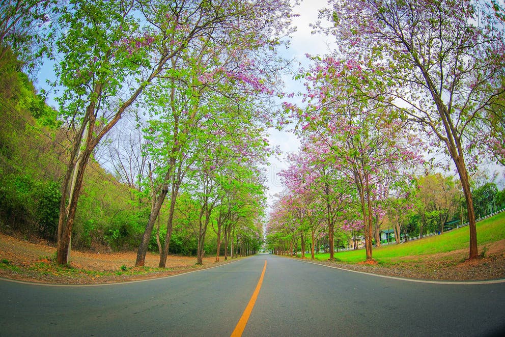 Jarul flower stock image. Image of pride, jarul, landscape - 50848353