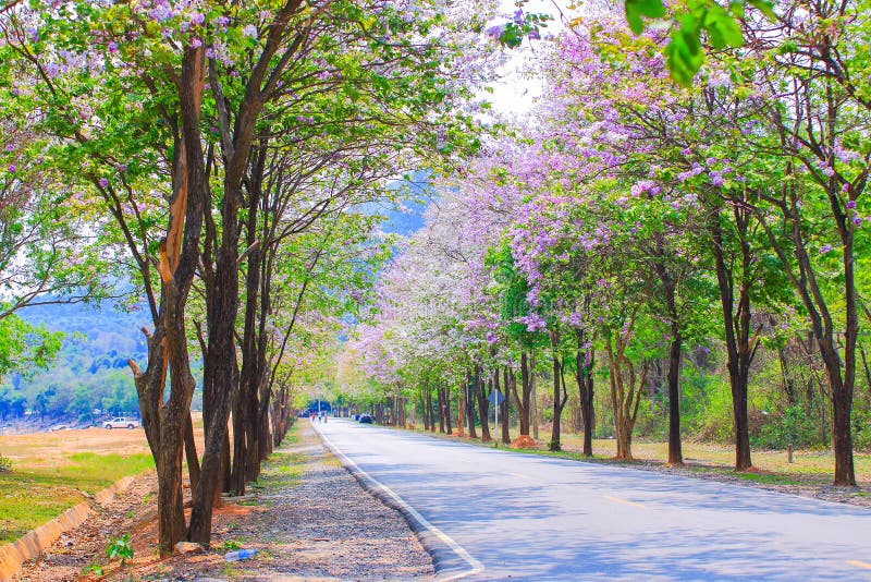 Jarul flower stock photo. Image of queens, plantation - 50848448