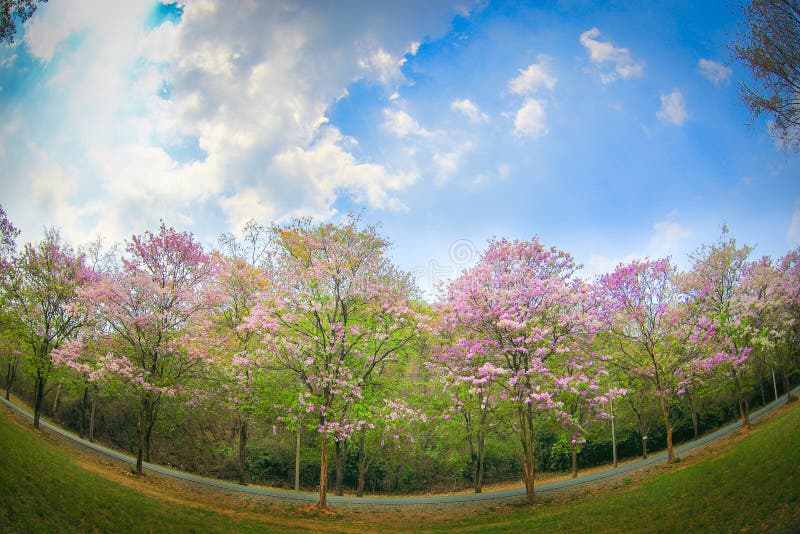 Jarul flower stock photo. Image of plant, tree, lagerstroemia - 32272290