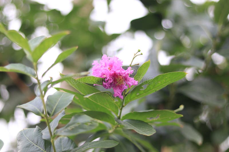 Jarul Plant and Also Named Crepe Myrtle Stock Image - Image of nature ...
