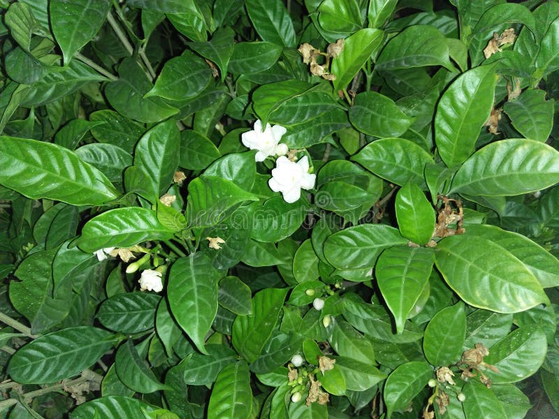 Jasmijn stock afbeelding. Image of bladeren, kleur, gedragen - 119505465