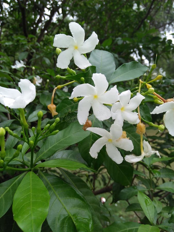 Jasmijn stock afbeelding. Image of vier, plotseling - 124388899