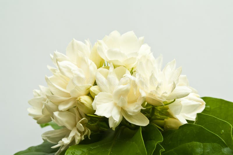 Jasmijn stock foto. Image of boom, jasmijn, bloem, groen - 14396746