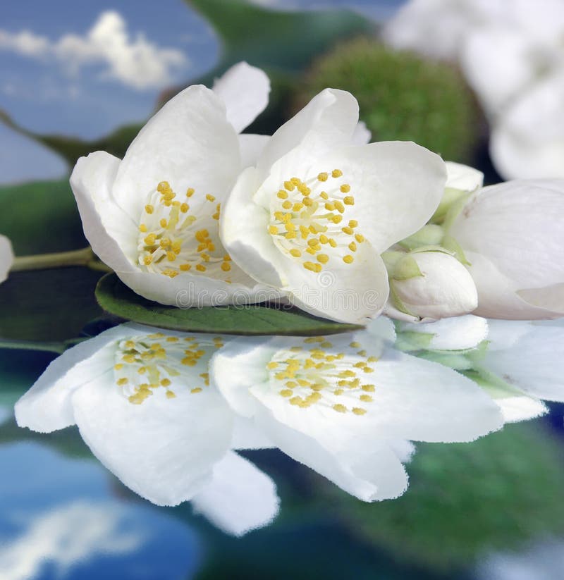 Jasmijn stock afbeelding. Image of tuinieren, seizoengebonden - 5567339