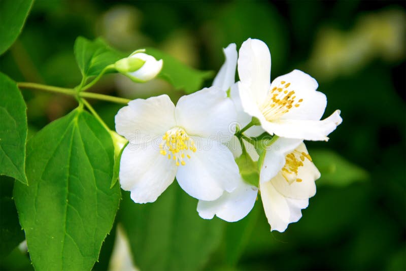 Jasmijn (kleine Witte Bloem) Stock Afbeelding - Image of blad, versheid ...