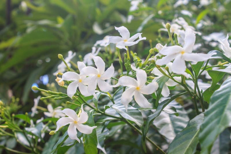 Flor Do Jasmim árabe (sambac Do Jasminum) Na árvore Foto de Stock ...