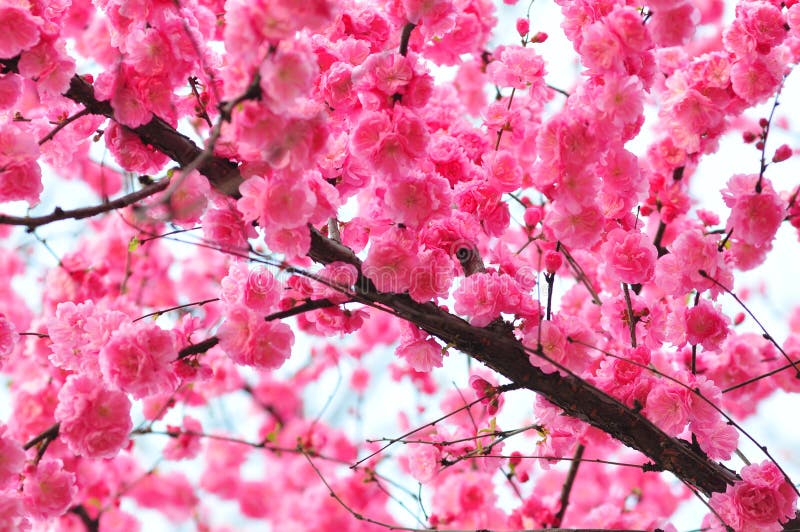 Jasmim cor-de-rosa foto de stock. Imagem de filial, floral - 44227844