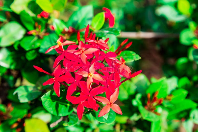 Jasmim De Indiano Ocidental Ou Rubiaceae Cor-de-rosa Bush Pela Passagem ...