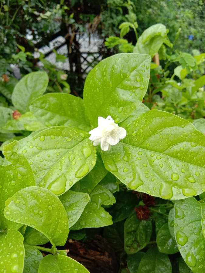 98 Mogra Photos - Free & Royalty-Free Stock Photos from Dreamstime