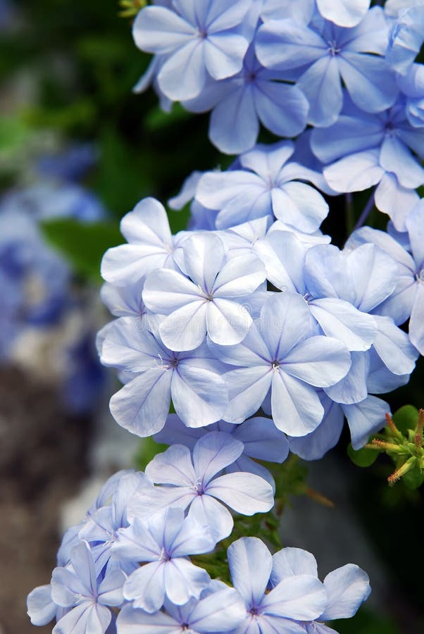 Vibrant blue flowers stock photo. Image of garden, close - 11497412