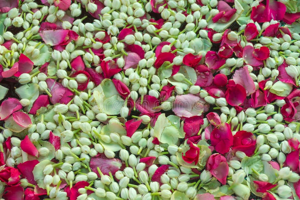 Jasmin Et Fleur Rose Sur L'eau Image stock - Image du jasmin, jour ...