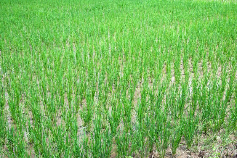 Jasmin rice field stock image. Image of foliage, season - 58285773
