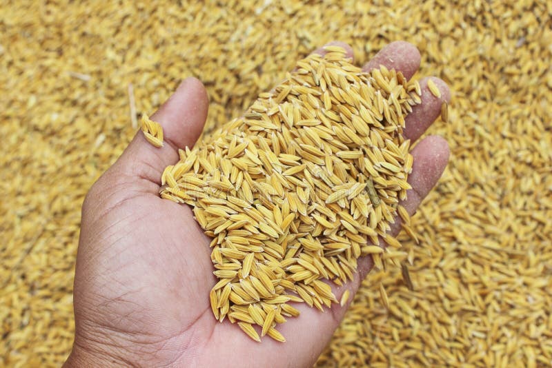 Jasmin ripe rice stock image. Image of yellow, asian - 29377849