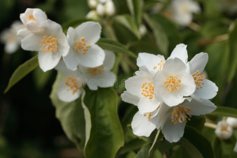 Jasmin tree stock photo. Image of white, macro, beauty - 10556238