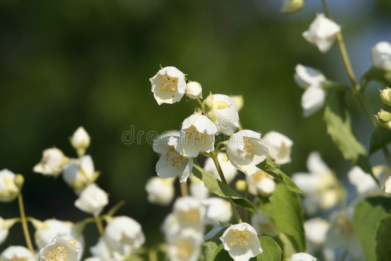 Holistic Elevation Map Stock Photos - Free & Royalty-Free Stock Photos ...